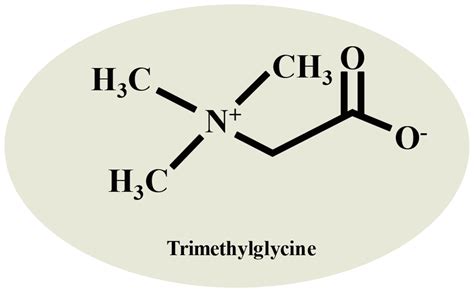 N,N,N-trimethylglycine. | Download Scientific Diagram