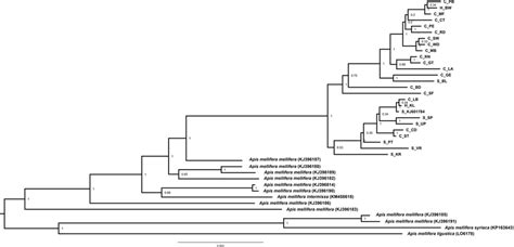 Bayesian Inference BI Phylogenetic Tree Constructed With MrBayes