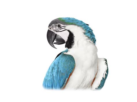 Усыпление попугая в Москве низкие цены с выездом на дом службы эвтаназии