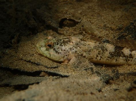 Freshwater Sculpins Genus Cottus · Inaturalist United Kingdom
