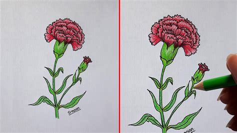 How To Draw Carnation Flower Youtube