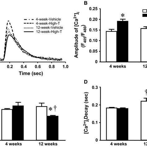 Intracellular Ca²⁺ Transients In Isolated Cardiomyocytes A Traces