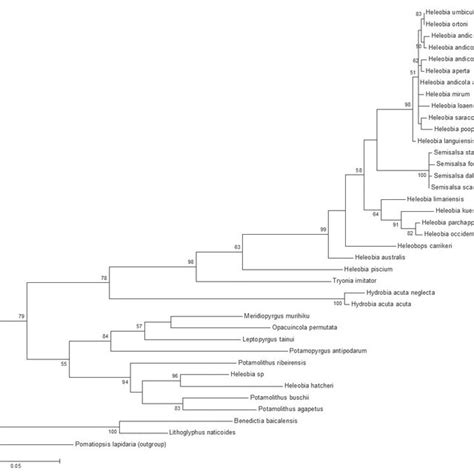 molecular phylogenetic analysis by maximum likelihood method bootstrap