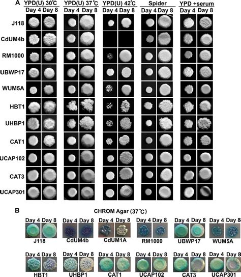 Colony Morphologies Observed Under Different Temperature Conditions And Download Scientific
