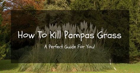 How To Kill Pampas Grass A Perfect Guide That 100 Working
