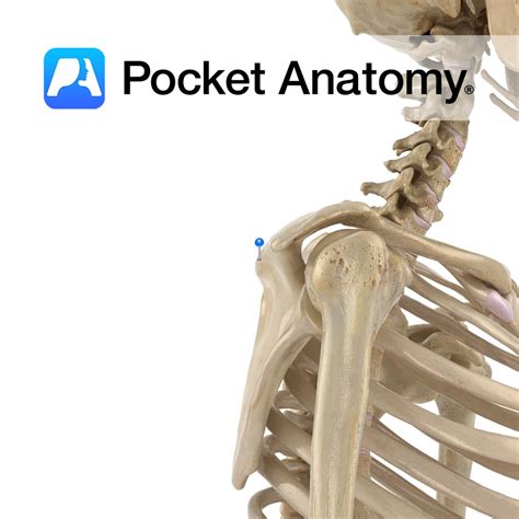Scapula Spine Pocket Anatomy