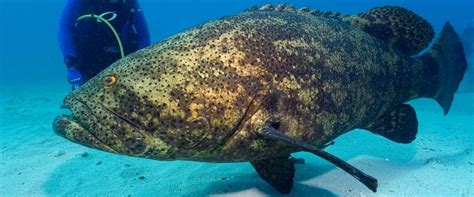 Massive Goliath Grouper Snatches Shark In Single Bite Abc News