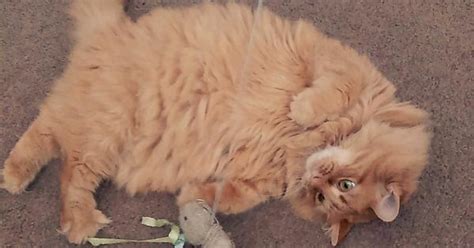 Princess Fluffybutt Album On Imgur