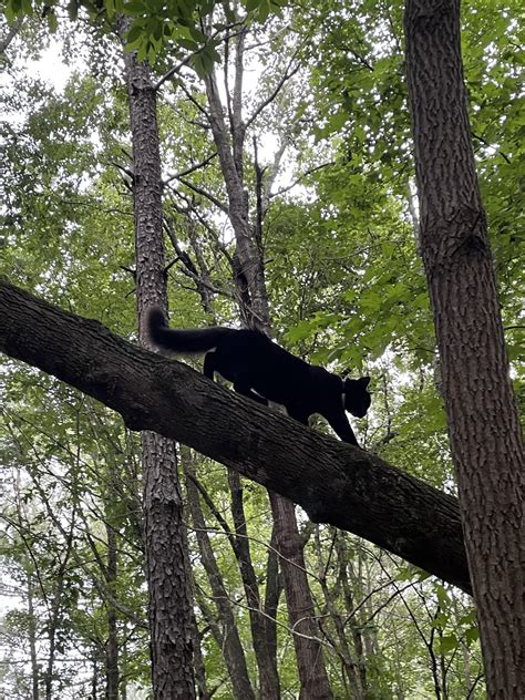 My Lil Void Panther R Blackcats