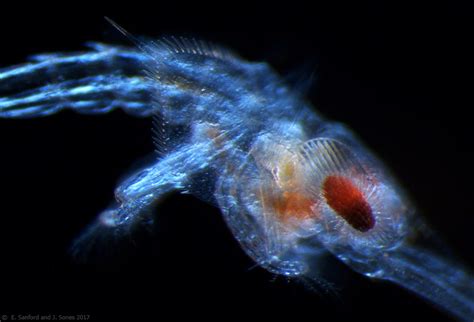 The Natural History Of Bodega Head Pelagic Red Crab Zoea