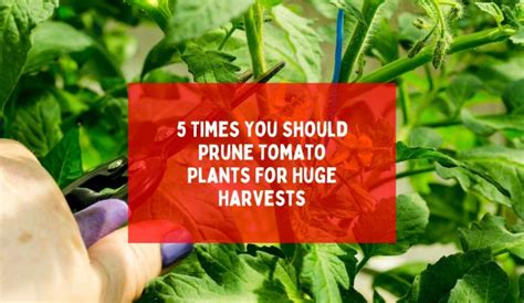 14 Shade Tolerant Varieties Of Tomatoes That Do Not Need Sun