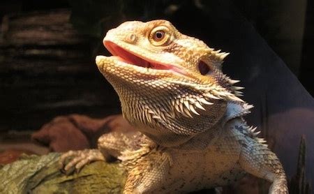 Bearded Dragon Behavior Body Language Fully Explained