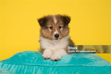 앞면에서 보이는 노란색 배경에 파란색 쿠션에 누워 귀여운 Shetland 양치기 강아지 0명에 대한 스톡 사진 및 기타 이미지