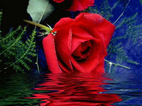 Flowers Beautiful Flowers Roses Red