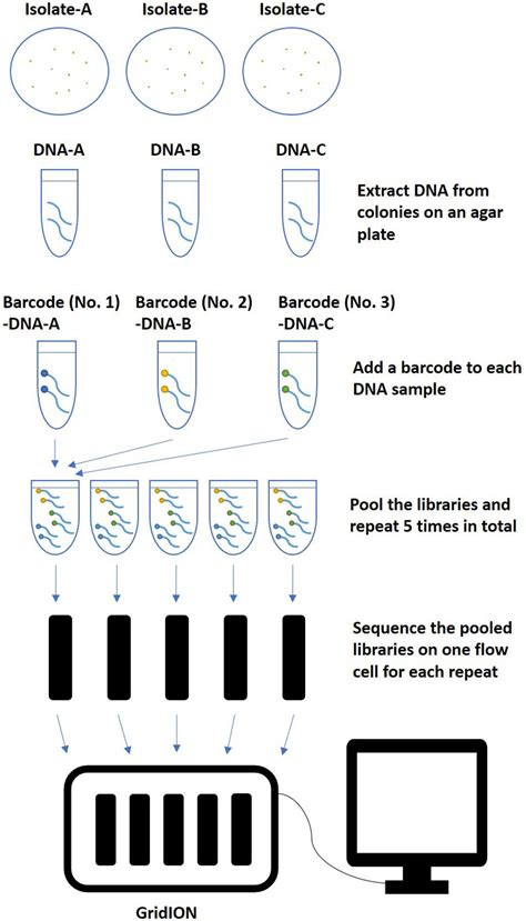 Frontiers Evaluation Of Salmonella Serotype Prediction With Multiplex Nanopore Sequencing