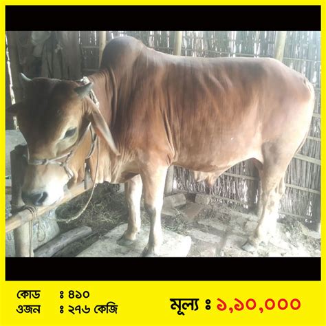 Code 410 ভালোকিনি