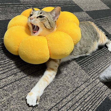 ナイスガイ On Twitter Rt Totomaruhanmi あくび猫、なぜこんなにも可愛いのか