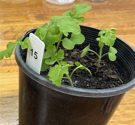 Plant Id Flashcards Quizlet