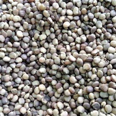 Dried Black Cluster Bean Seeds For Vegetables Packaging Type Loose