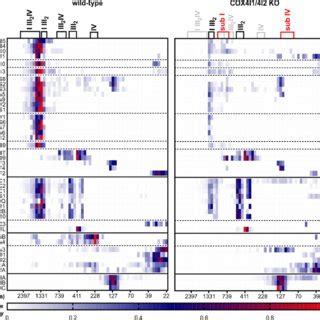 Complexome Profiling Analysis Of Oxphos Complexes Content And Assembly