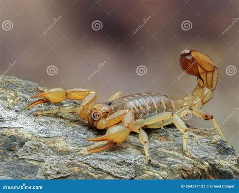 Stripe Tailed Scorpion Paravaejovis Spinigerus On Rock Cecp 2022