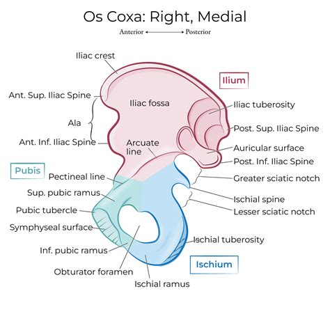 Gross Anatomy Glossary Pelvic Girdle Ditki Medical And Biological Sciences