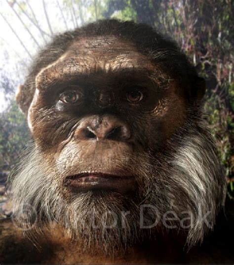 Australopithecus Garhi BOU VP 12 130 Reconstruction By Viktor Deak
