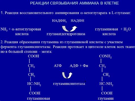 Метаболизм белков утилизация аммиака цикл мочевины Патология