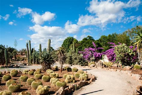 Cuidados De Jardines De Cactus Y Suculentas