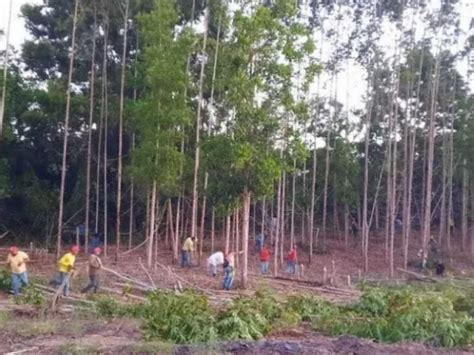 Justiça manda desocupar área da Suzano invadida pelo MST e fixa multa