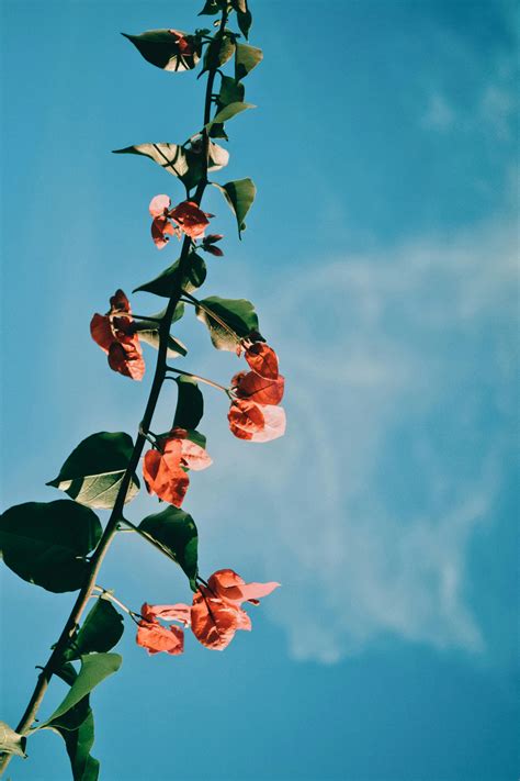 Cercis Cercis Silquastrum 가지 기관지 꽃 꽃 사진 레드 버드 세르시도이데과 외과 식물 유