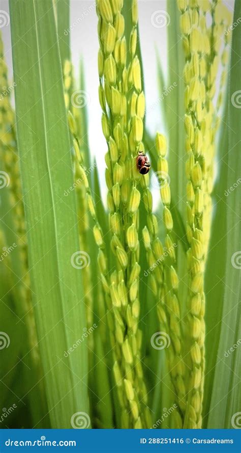 A Pair Of Lady Bugs Mating On A Rice Plant In My Rice Field