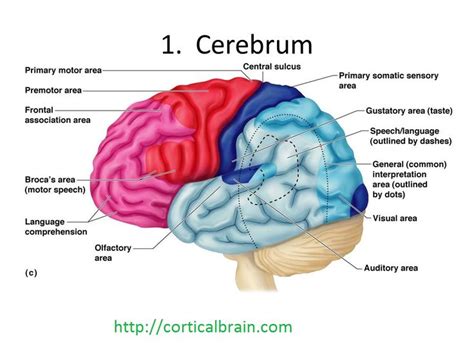 Cerebral Cortex And Cerebrum