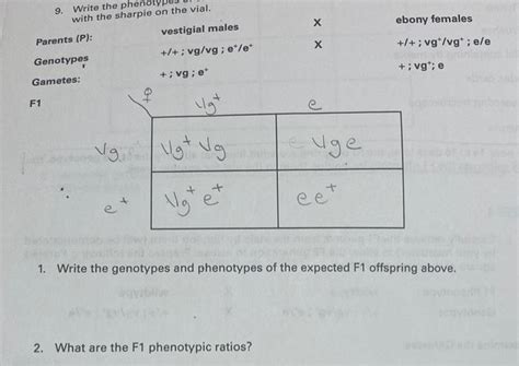 Solved 1 Write The Genotypes And Phenotypes Of The Expected Chegg
