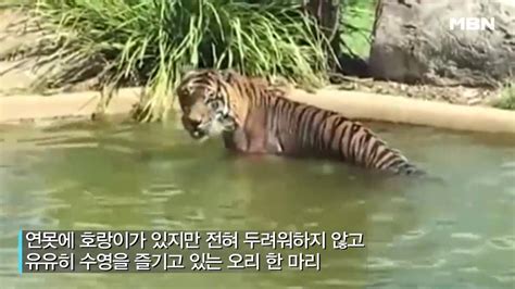 나 잡아봐라~ 호랑이 약 올리는 겁 없는 오리 Youtube