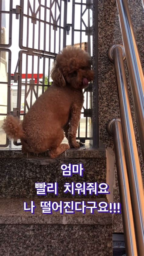 빨리 옥상가고 싶은 강아지 귀염뽕짝 강아지 Youtube