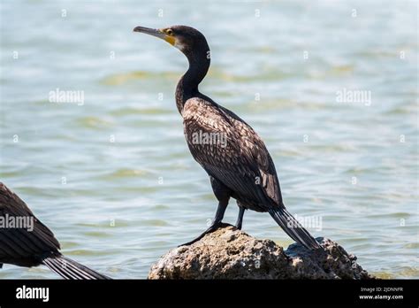 Great Cormorant Phalacrocorax Carbo Standing On A Stone On The Sea