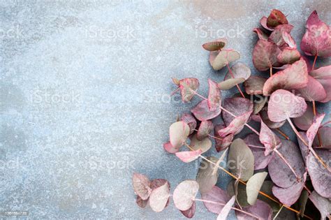 유칼립투스 구성 흰색 배경에 다양한 다채로운 꽃으로 만든 패턴 플랫 평지 스티일 라이프 0명에 대한 스톡 사진 및 기타 이미지 Istock