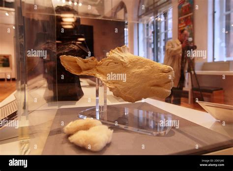 Dolly Schafe Zuerst Geklont Fotos Und Bildmaterial In Hoher Auflösung