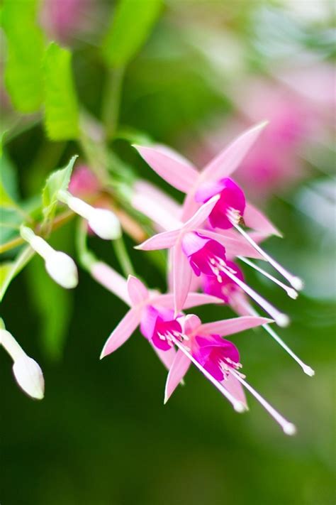 배경 화면 핑크 자홍색 나뭇잎 1920x1440 그림 이미지