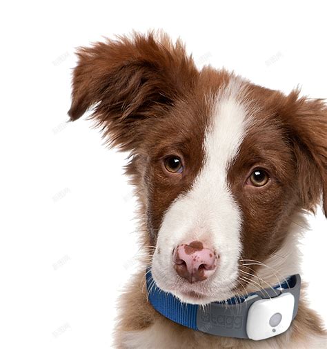 狗犬png图片免费下载 素材viiyykpup 新图网