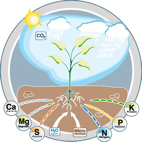 Nutrición De Las Plantas