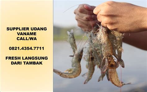 Budidaya Udang Galah Di Terpal