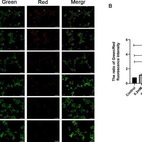 Mpp⁺ Induced Mitochondrial Membrane Depolarization A The Red