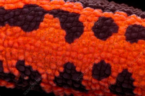 Firebelly Newt Cynops Pyrrhogaster Stock Image C050 2817 Science Photo Library