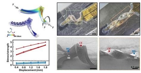 뇌 손상 최소화·실시간 측정 가능한 뇌 삽입형 도파민 센서 개발 [세상을 깨우는 발견]