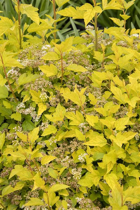 Raspberry Lemonade™ Ninebark Monrovia Plant