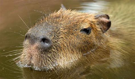Capybara Currumbin Wildlife Sanctuary