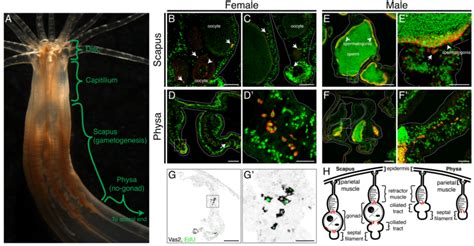 Fig S2 Adult Pgc Like Lineages Localize Adjacent To The Mature Gonad Download Scientific