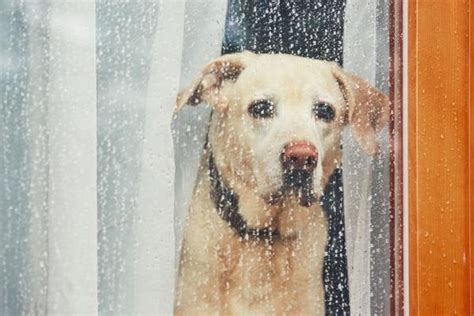 Ansiedad por separación en perros Síntomas y TRATAMIENTO guía completa